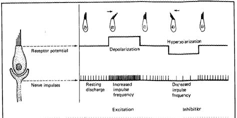 Neuroscience How Does The Inner Ear Encode Sound Intensity