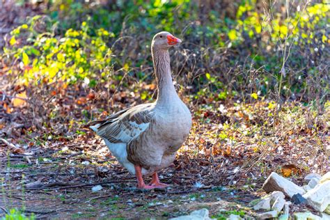American Buff Goose