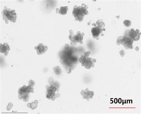 Cytokines For Organoid Culture Acrobiosystems