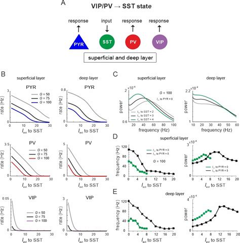Rate And Oscillatory Switching Dynamics Of A Multilayer Visual