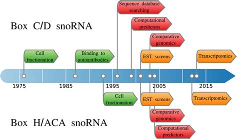 Timeline Of The Usage Of Different Snorna Identification Strategies Download Scientific