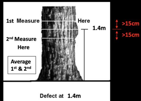 Height Diameter Relationship Flashcards Quizlet