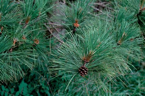 Red Pine