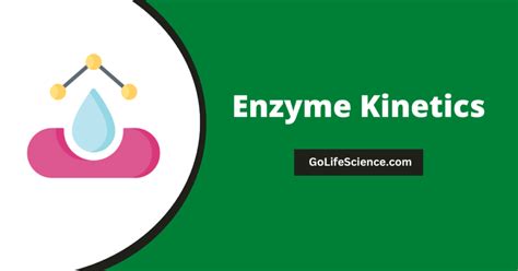 Pyrimidine Salvage Pathway Significance In Cellular Metabolism