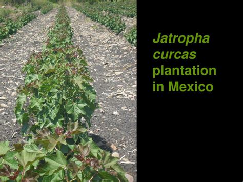 Ppt Jatropha Curcas Hope Or Hype Powerpoint Presentation Free