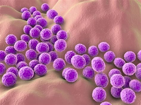 Staphylococcus Saprophyticus