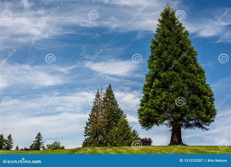 Triangle Shaped Diwali Sweet Royalty Free Stock Photo CartoonDealer Com 202377927