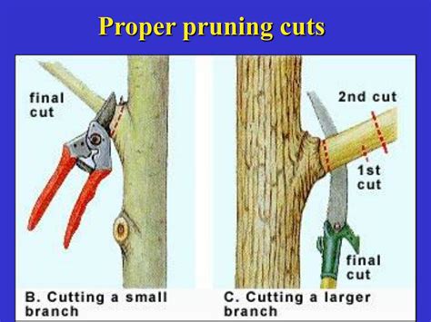 Ppt Mastering Plant Pruning Techniques Tips And Safety Measures