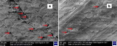 Biosorbent Sem A Before And B After Cu²⁺ Absorption Download