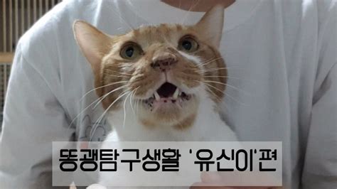 똥괭탐구생활 환절기만 되면 난리법석이에요 Youtube