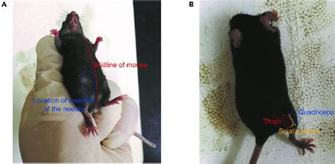 handling of mouse a and b restrain the mouse in a head down a or