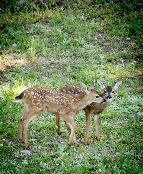 Doe And Fawn Stock Photo Image Of Mammal Serene Fauna 3012484