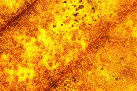 잎 텍스처 패턴 배경 그래픽 웹 사이트 서식 파일에 대 한입니다 봄 아름다움입니다 환경 및 생태 아이디어 컨셉 디자인입니다 0명에 대한 스톡 사진 및 기타 이미지 Istock