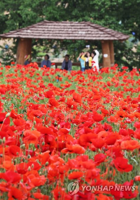 양귀비꽃의 유혹 연합뉴스