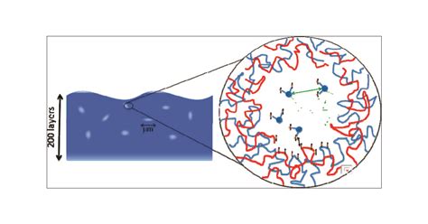 Dynamics Of Water In Polyelectrolyte Multilayers Restricted Diffusion And Cross Relaxation