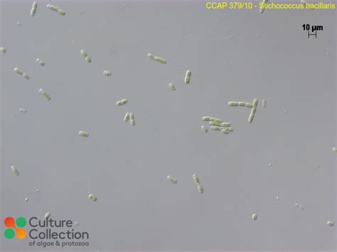 Stichococcus Bacillaris