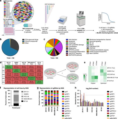 Expanding Qmap Seq To Multiple Cell Lines A Experimental Workflow For