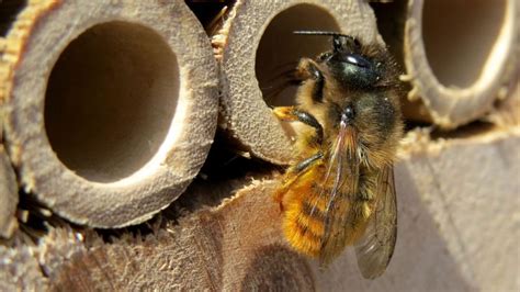 Build Your Own Native Bee Habitat Gresswell Forest Eco Explorers