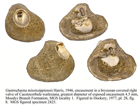 Bivalvia Surface Geology Environmental Geology Ms Deq Geology