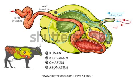 Illustration Cow Digestive System Stok İllüstrasyon 1499811830