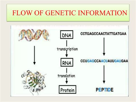 Genetic code ppt | PPTX | Programming Languages | Computing