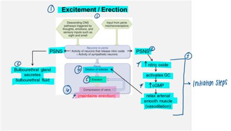 Male Sexual Response Flashcards Quizlet