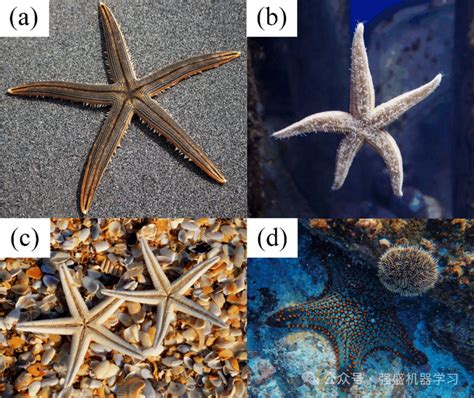 海星优化算法 sfoa 2024年12月sci最新算法 公式原理详解与性能测评 matlab代码免费获取 csdn博客