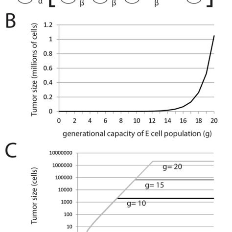 generational capacity affects dormant tumor steady state population