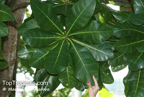 Barringtonia Asiatica Sea Poison Tree Top Tropicals Plant Encyclopedia