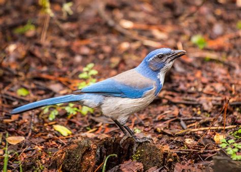 17 Birds That Look Like Blue Jays Photos And Facts Bird Nature