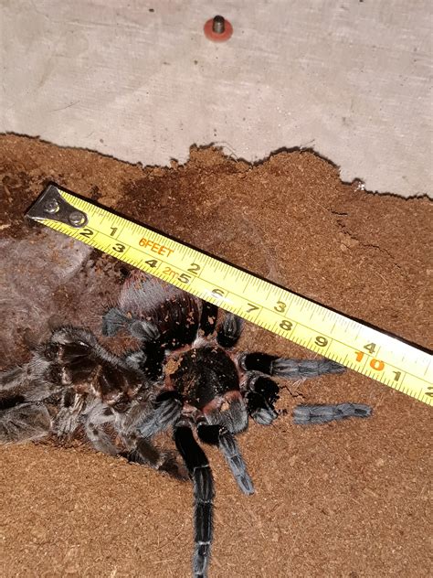 Female Vagans 2019 Tarantula Forum