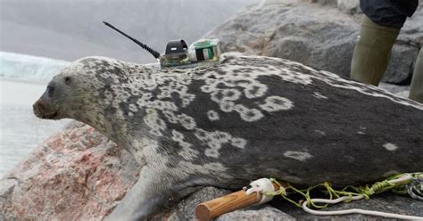 Ciencia Nueva Variedad De Foca Aislada 100000 Años En Un Fiordo De
