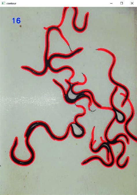 An Illustration Of Counting And Filtering Eels Based On The Size The