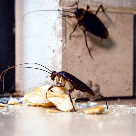 Common Insects In Oklahoma Emtec Pest Control