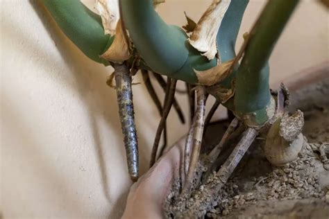 Monstera Node Vs Aerial Root Whats The Difference Helps To Identify