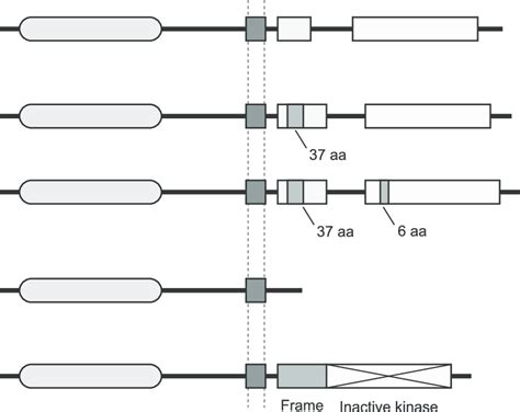 Splice Variants Of Ddr1 Ddr1c Is The Longest Form Ddr1a And B Both