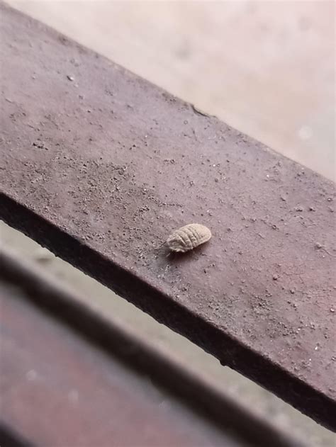 Please Identify This Bug Rinsects