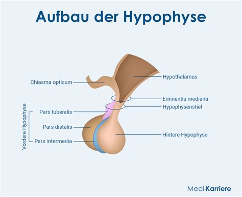 Hypophyse Anatomie Und Funktion Medi Karriere