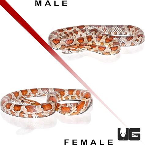 Yearling Classic Cornsnake Pair Pantherophis Guttatus For Sale