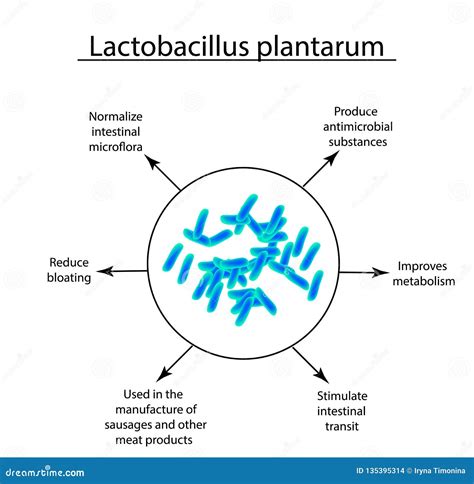 Useful Properties Of Lactobacillus Probiotic Lactobacillus Plantarum