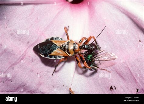 Bee Assassin Bug Apiomerus Flaviventris Reduviidae Feeding On A Bee