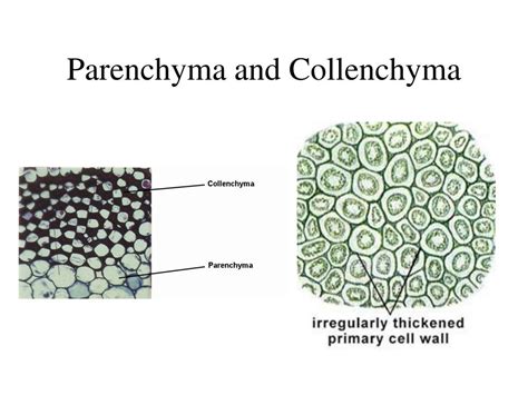 Ppt The Plant Body Tissues And Organs Powerpoint Presentation Free