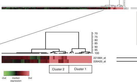 Hierarchical Clustering Using The Gene Expression Of The Three Probe