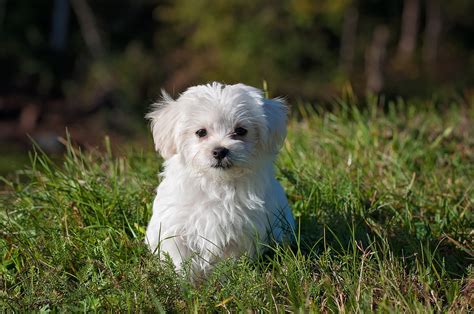 Maltese Shih Tzu Mix Breed Guide Characteristics And Facts Bored Panda