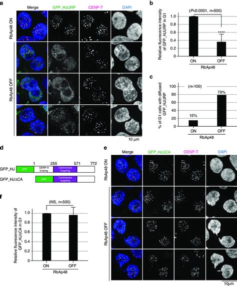 Hjurp Do Not Properly Recognize Centromeres In Rbap48 Deficient Download Scientific Diagram