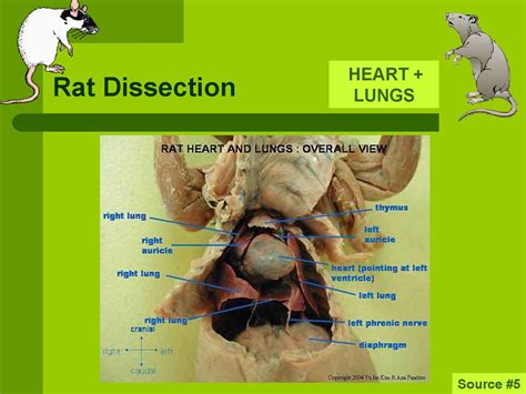Rat Dissection Virtual Lab At Patricia Bartholomew Blog