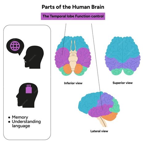 Premium Vector Parts Of Human Brain Anatomy With Colored Parts Diagram Medical Illustration