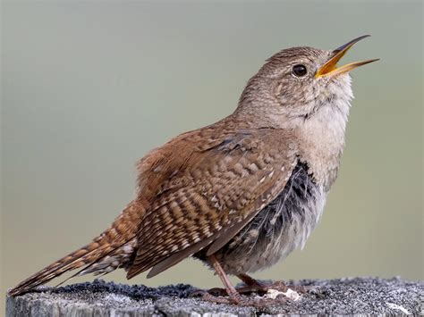 House Wren Nestwatch