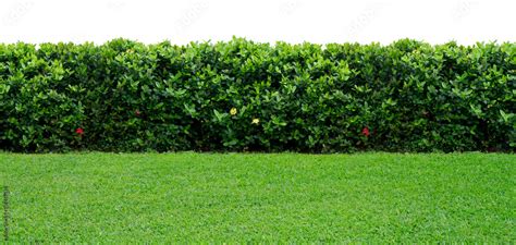 Green Grass And Fence Plant On Transparent Background PNG File Stock Illustration Adobe Stock