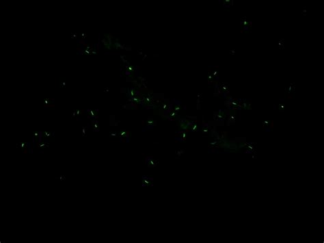 Tb Fluorescence Microscope